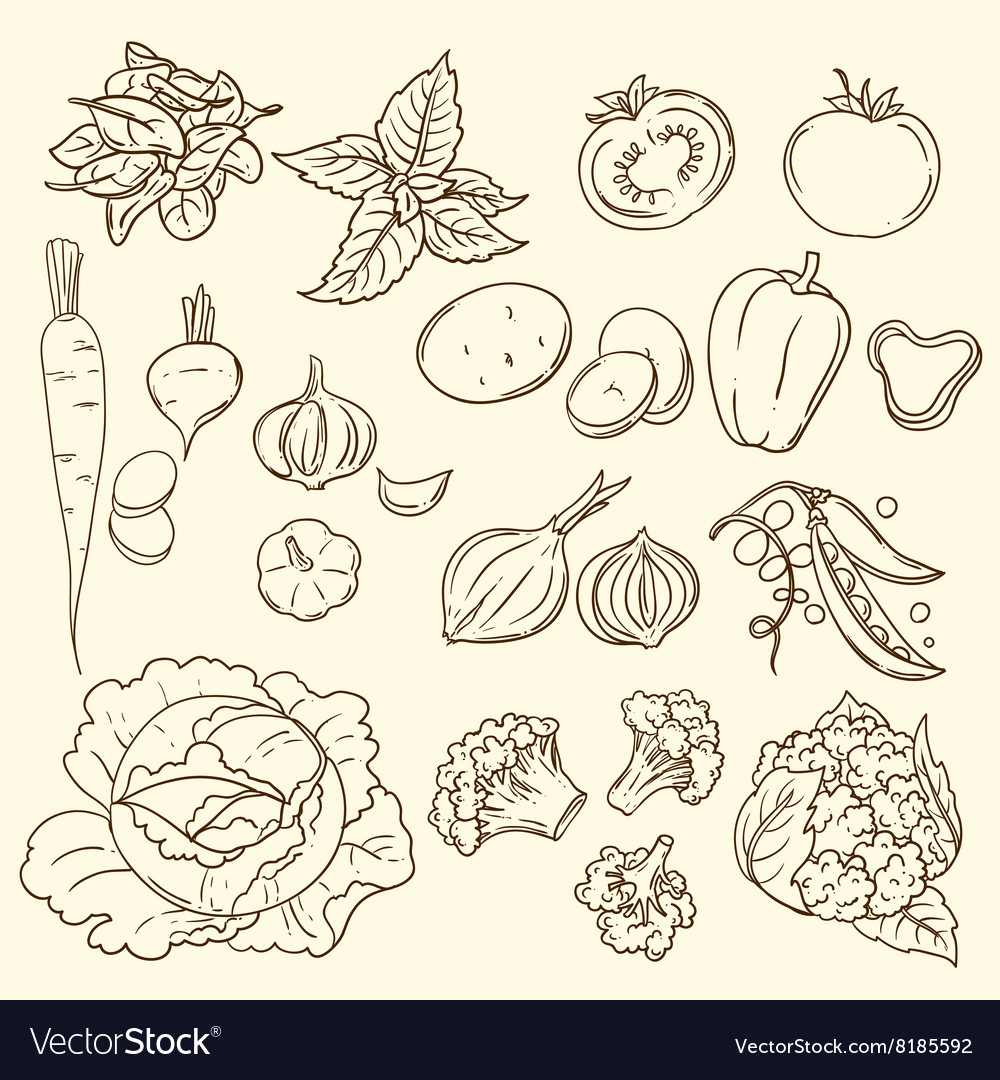 Vegetables Royalty Free Vector Image - VectorStock