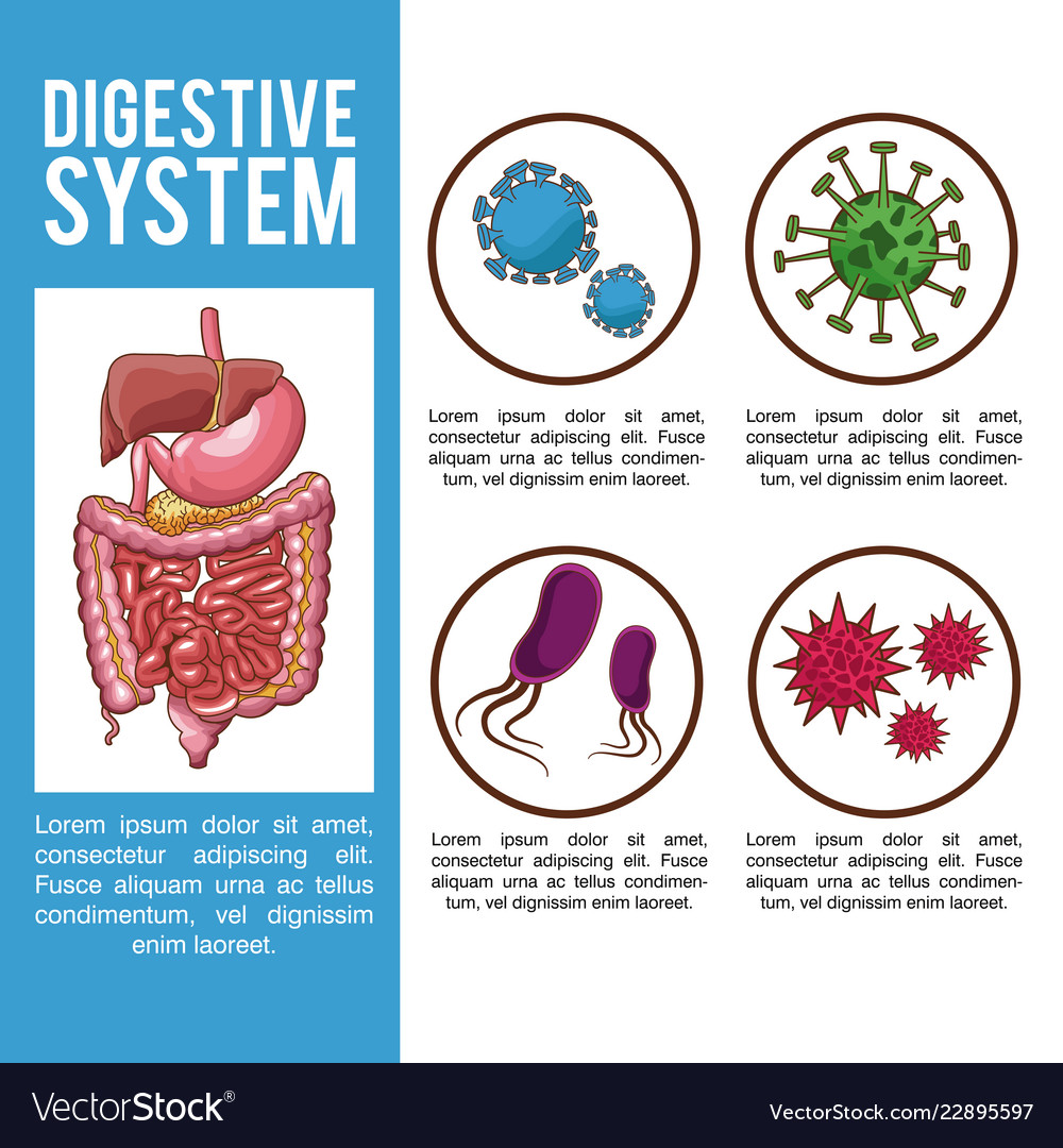 Digestive system poster Royalty Free Vector Image