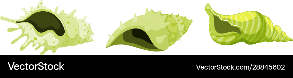 Set isolated seashells in green color Royalty Free Vector