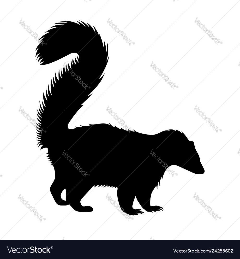 Skunk Royalty Free Vector Image - VectorStock