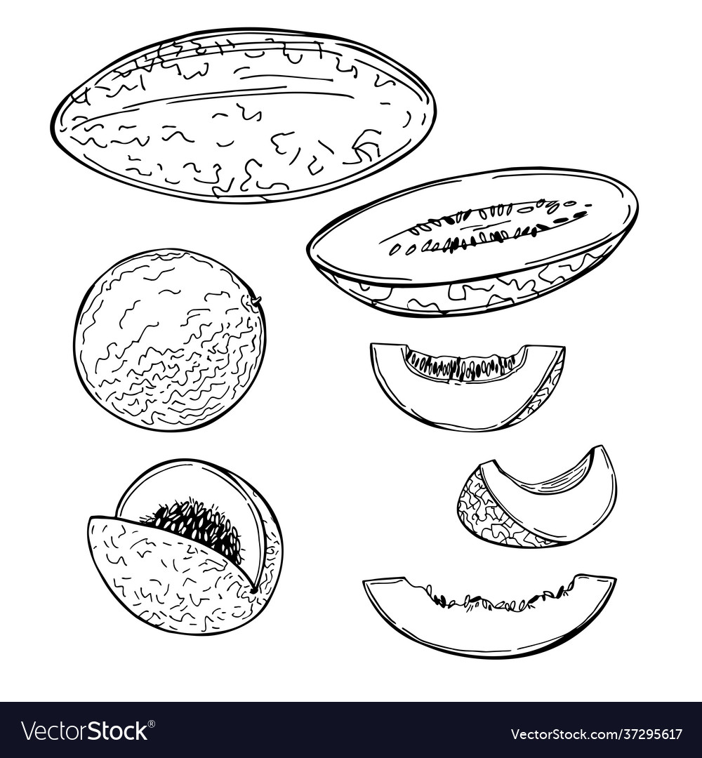 Melon Royalty Free Vector Image - VectorStock