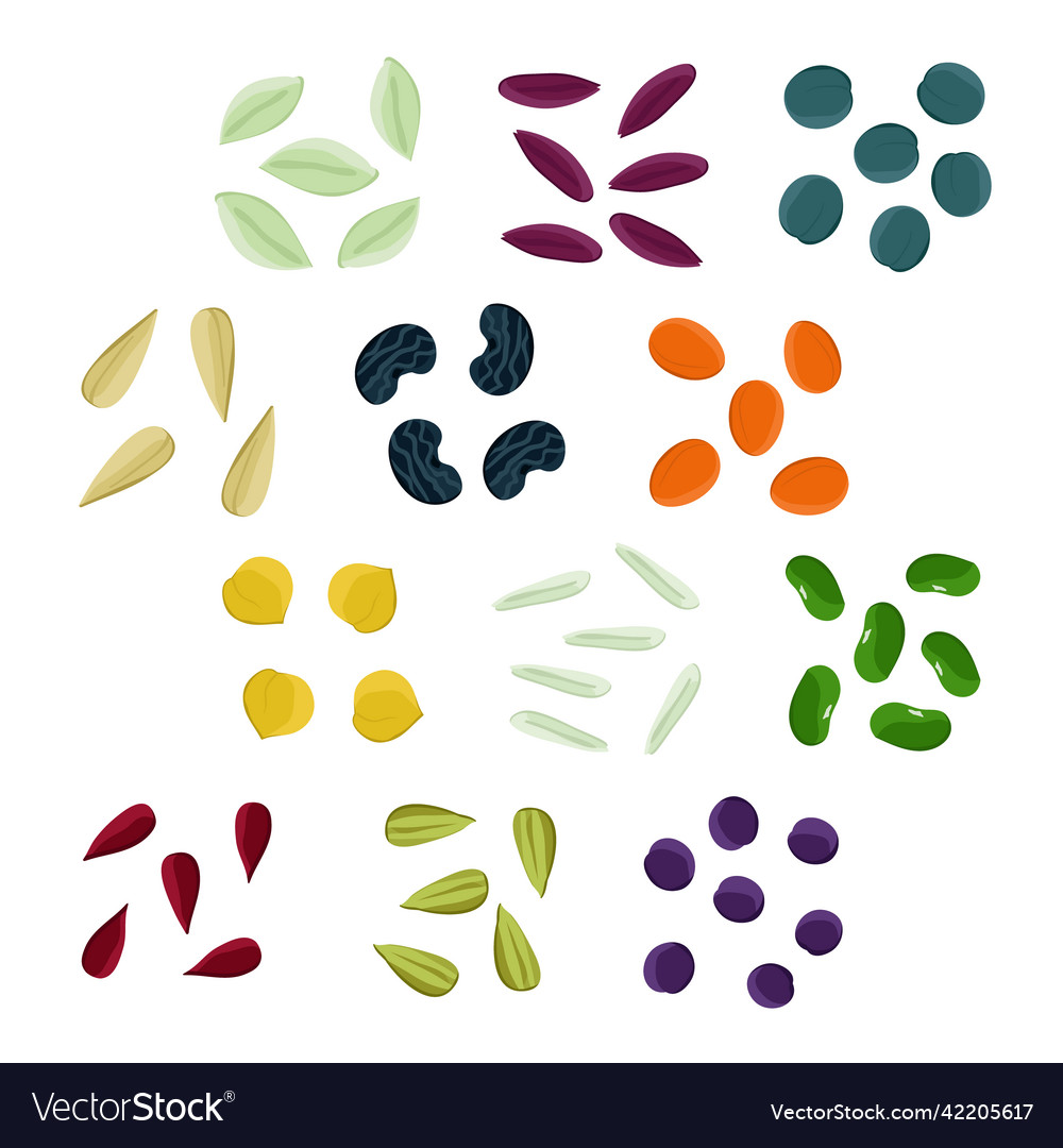 Set of various seeds Royalty Free Vector Image