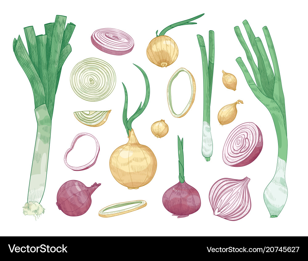 Bundle of different whole and cut onions isolated Vector Image