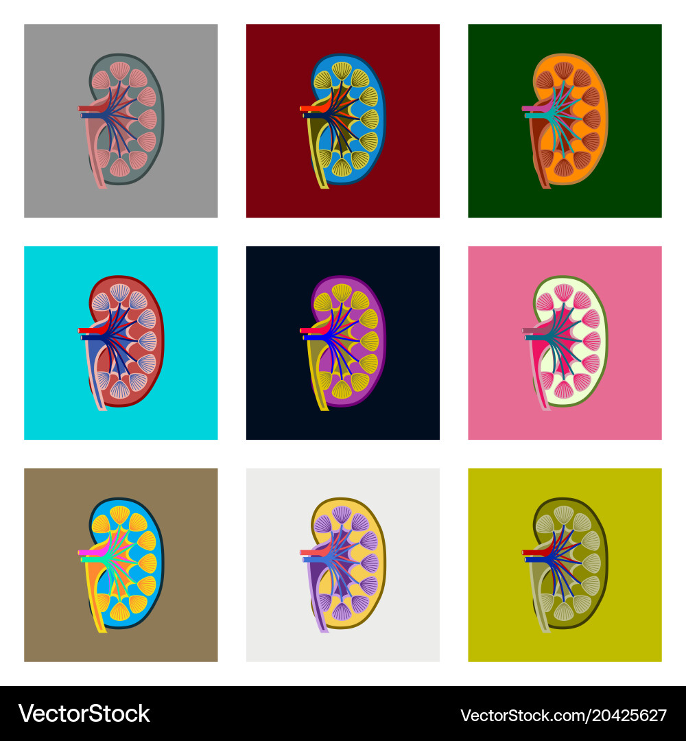 Internal human organs icons set in flat style Vector Image