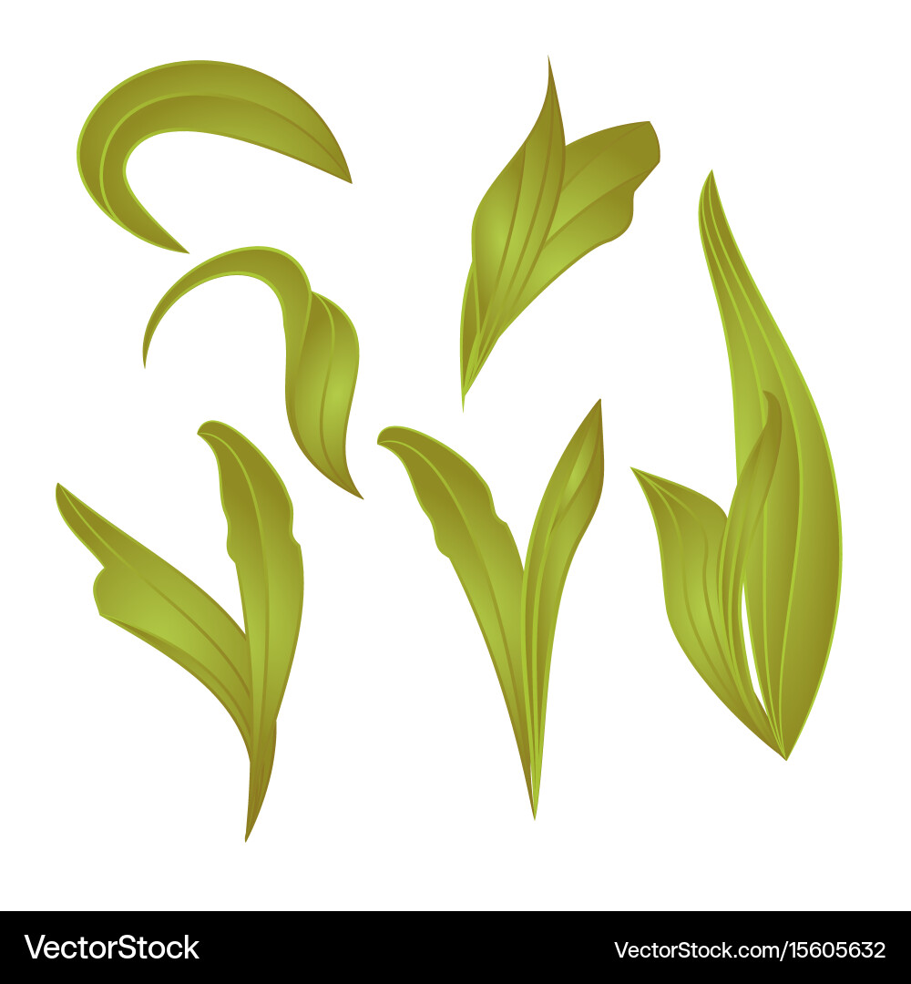 Leaves lily vintage set first botanical Royalty Free Vector