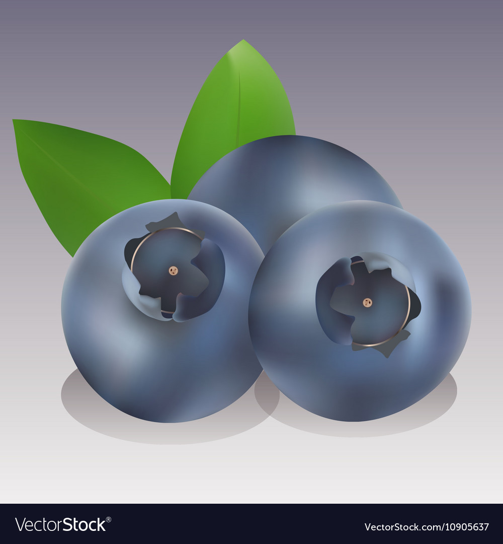 Realistic blueberry Royalty Free Vector Image - VectorStock