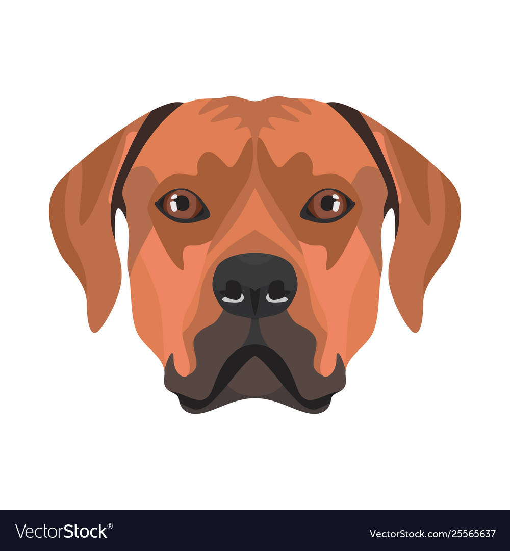 Rhodesian ridgeback Royalty Free Vector Image - VectorStock