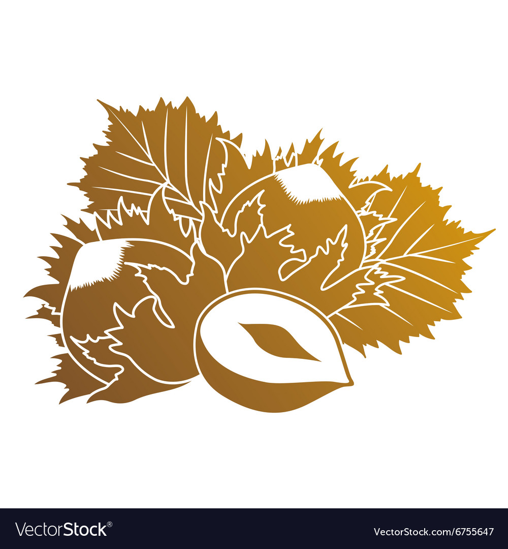 Hazelnuts Royalty Free Vector Image - VectorStock