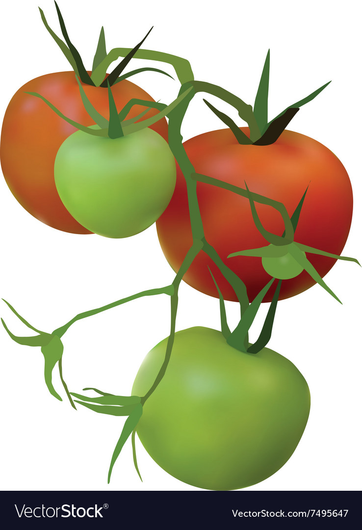 Tomatoes Royalty Free Vector Image - VectorStock