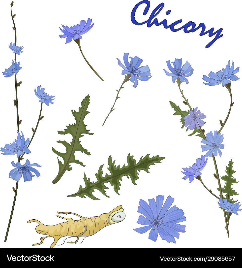 Flowers leaves branch and root chicory herb Vector Image