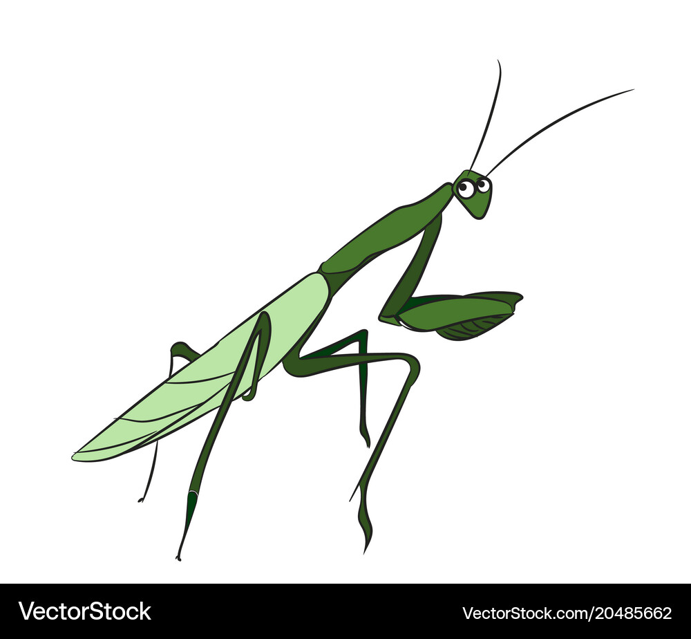 Mantis color Royalty Free Vector Image - VectorStock