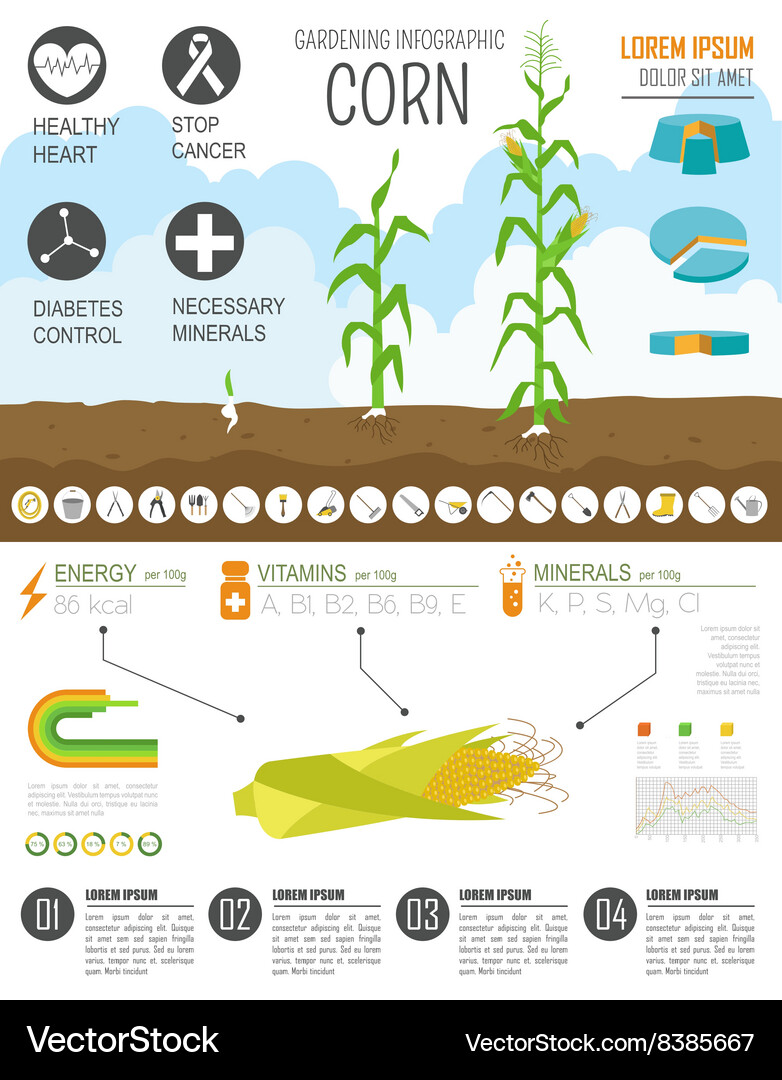 Gardening work farming infographic Corn Graphic Vector Image