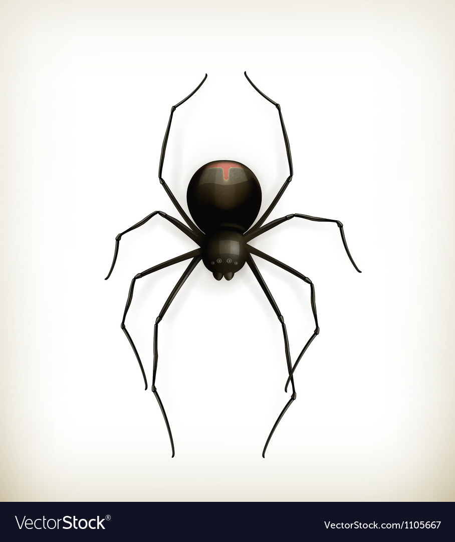 Spider Royalty Free Vector Image - VectorStock