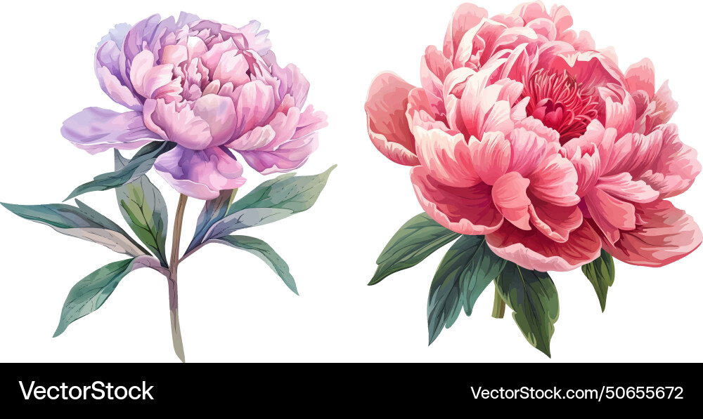 Watercolor style pink peony Royalty Free Vector Image