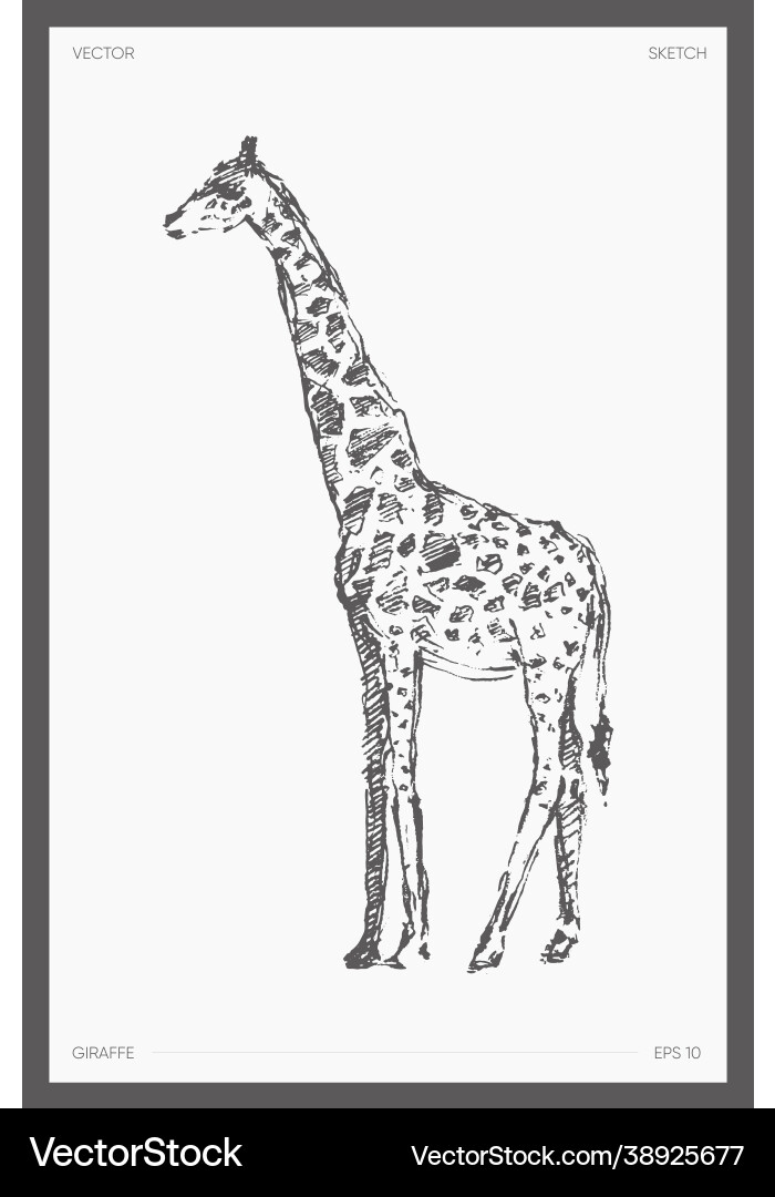 High detail drawn giraffe realistic sketch Vector Image