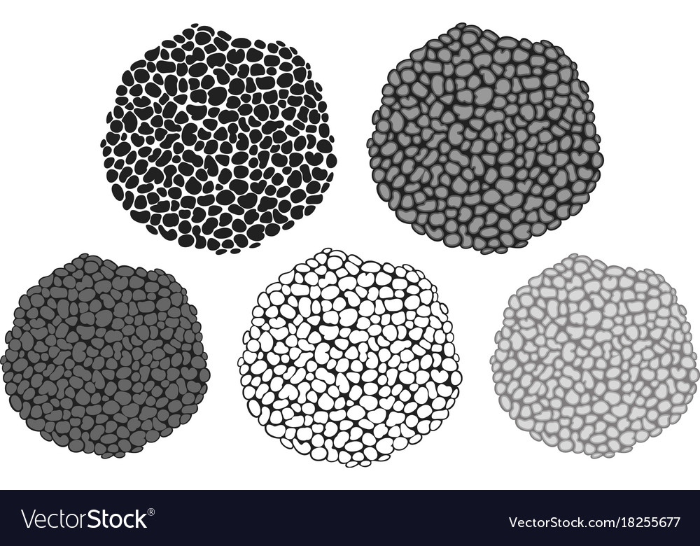Truffle Royalty Free Vector Image - VectorStock