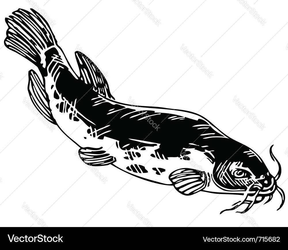 Electric catfish Royalty Free Vector Image - VectorStock