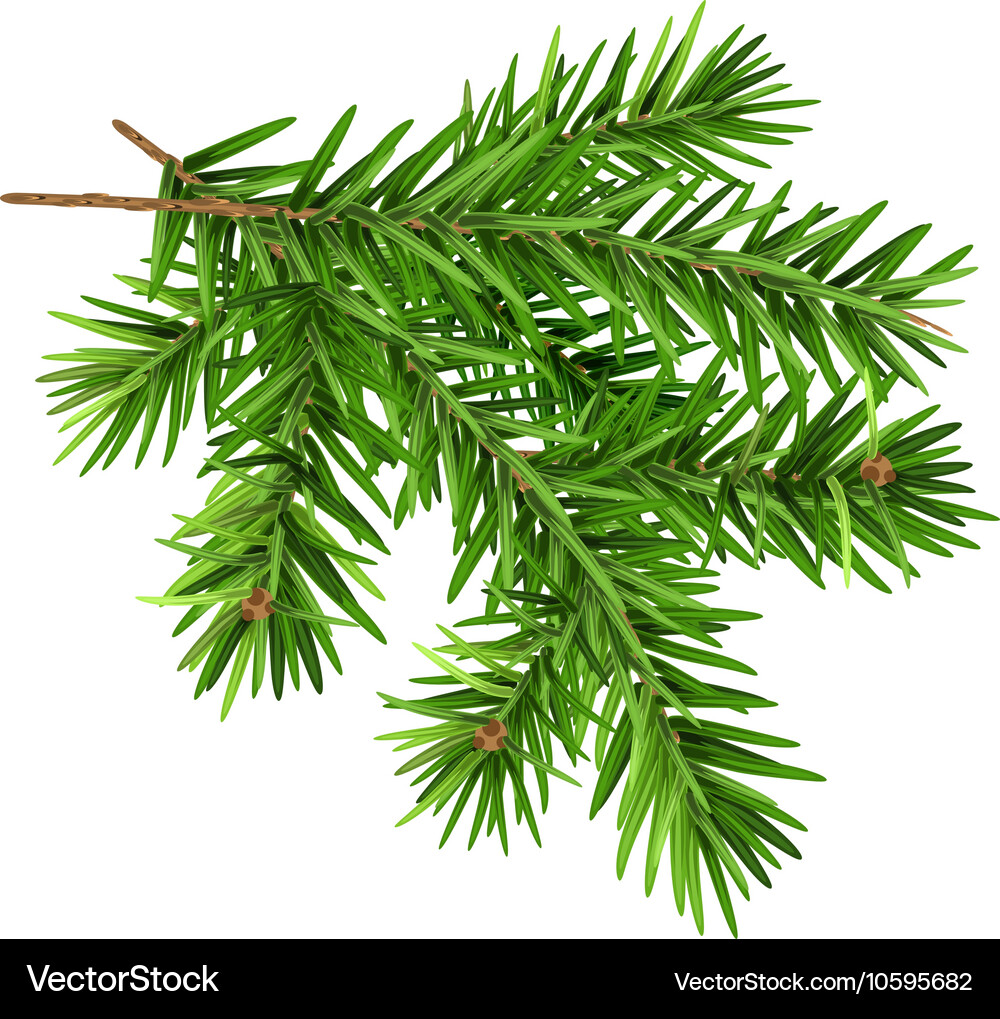 Green fluffy fir branch Royalty Free Vector Image