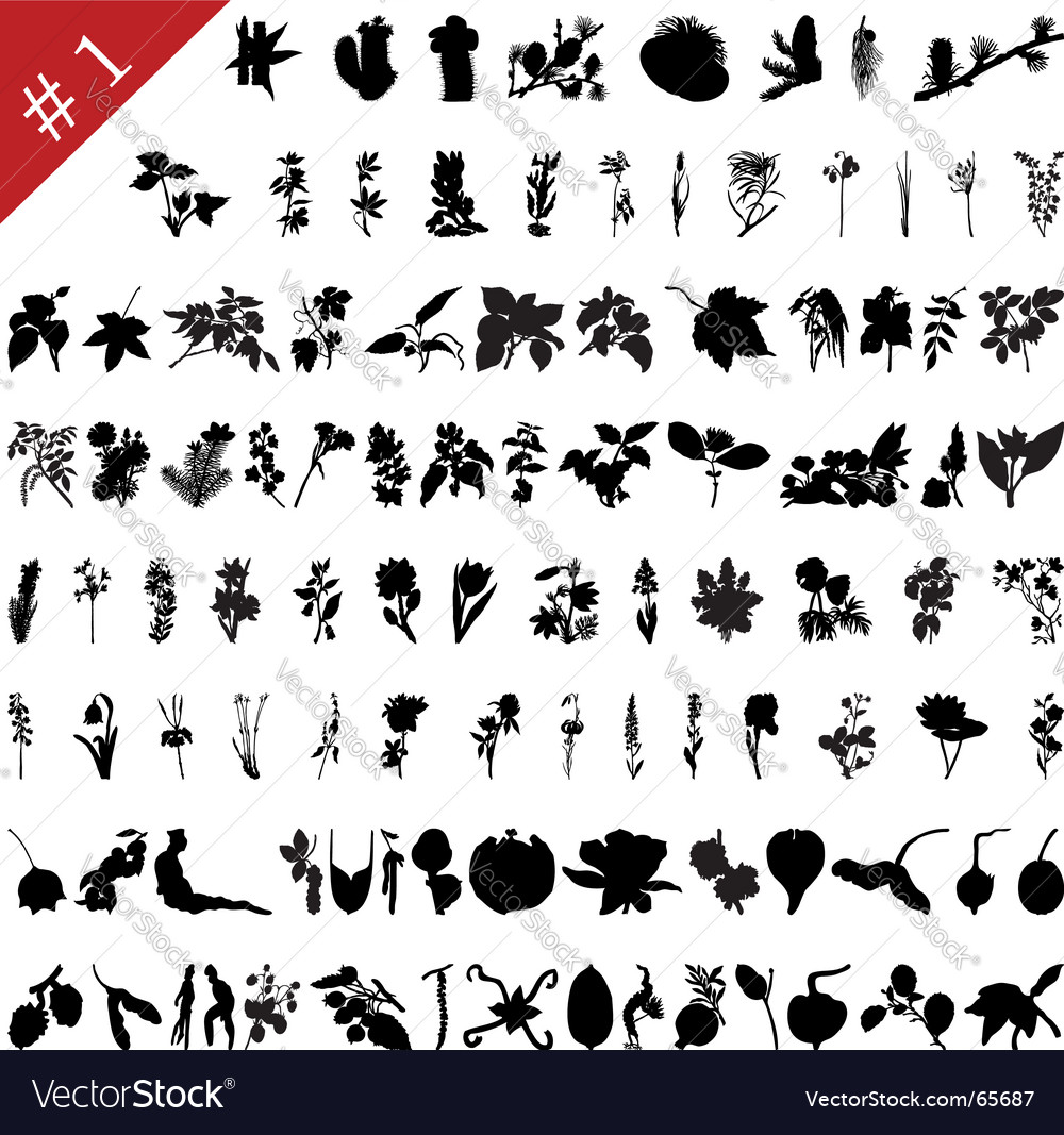 Plants Royalty Free Vector Image - VectorStock