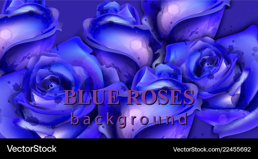 Blue watercolor roses background beautiful Vector Image