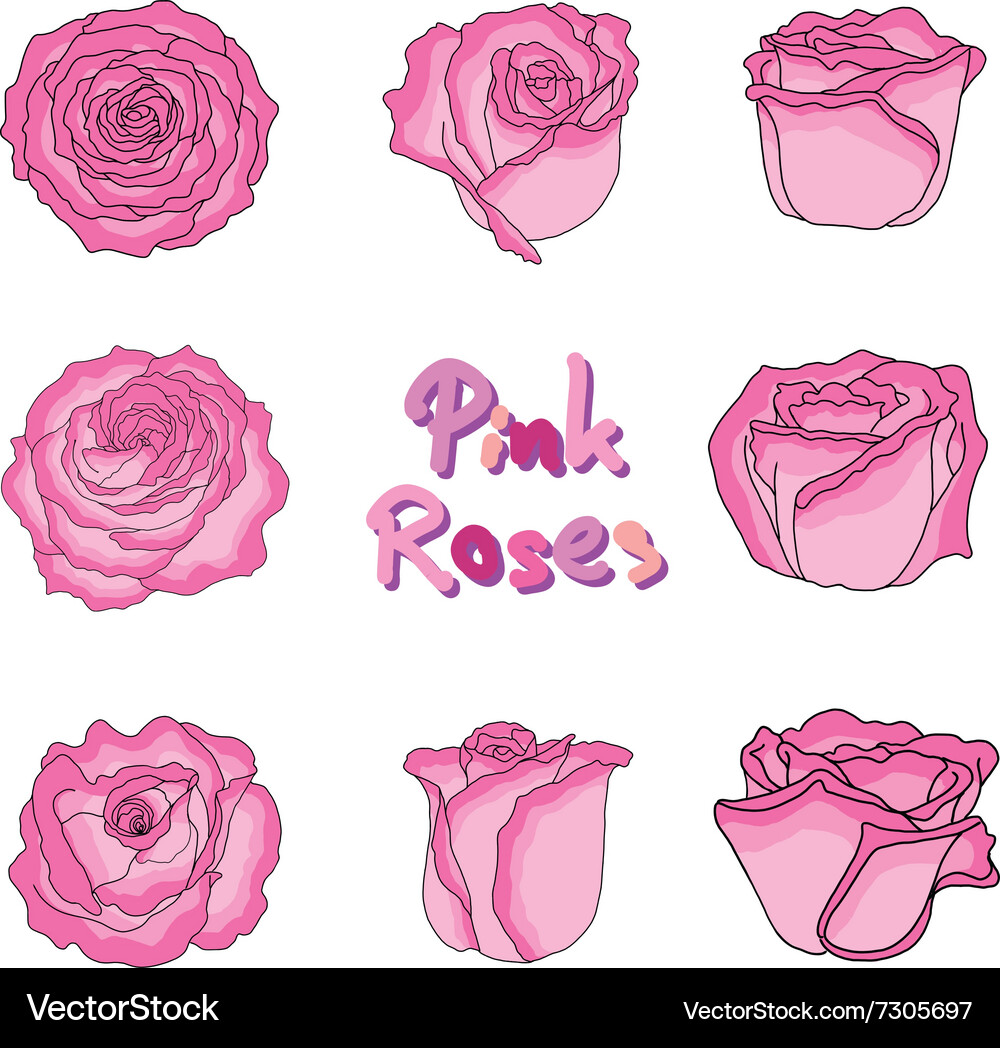 Set of pink roses Royalty Free Vector Image - VectorStock