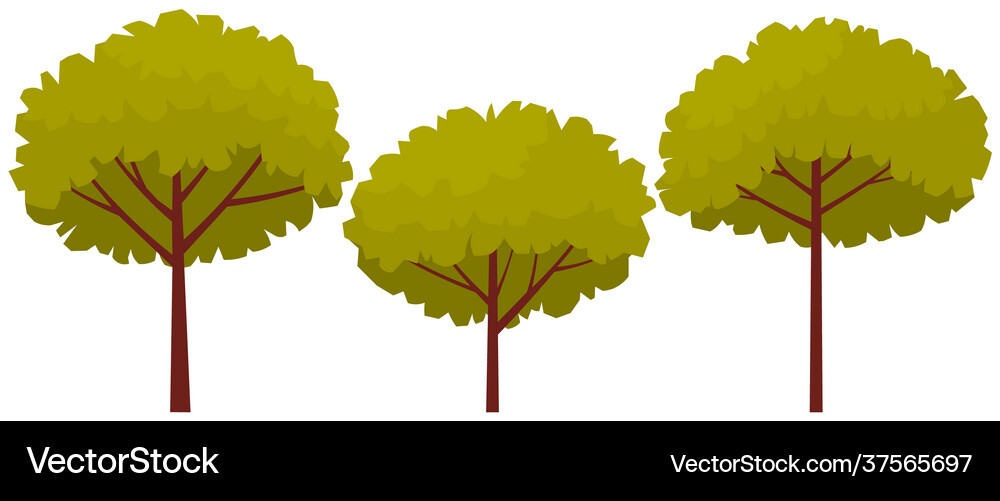 Tall tree with brown thick trunk and leaves large Vector Image