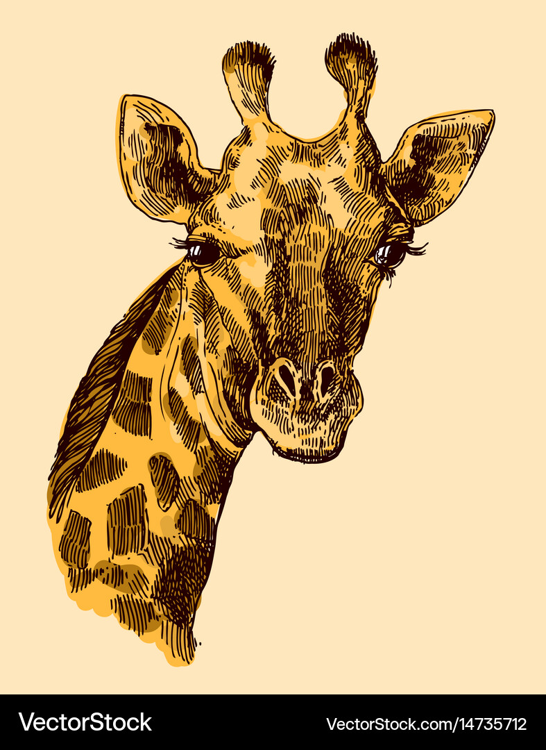 Beautiful hand drawn portrait og Royalty Free Vector Image