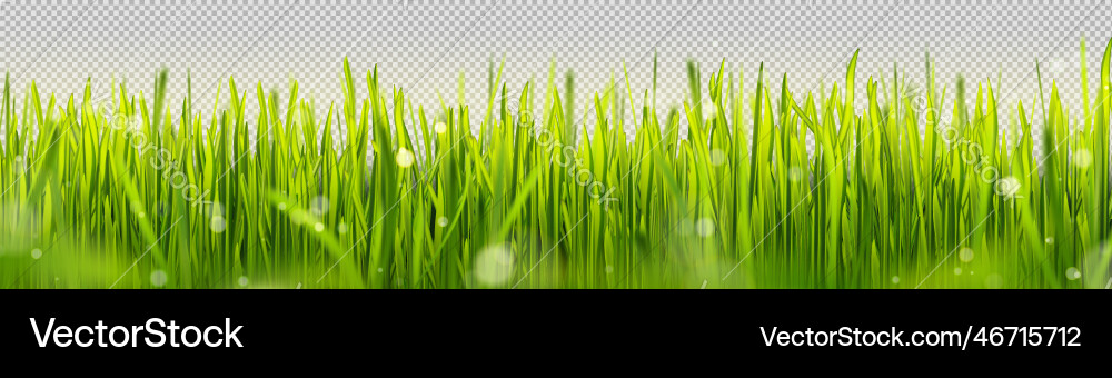 Realistic green lawn grass border with sun light Vector Image
