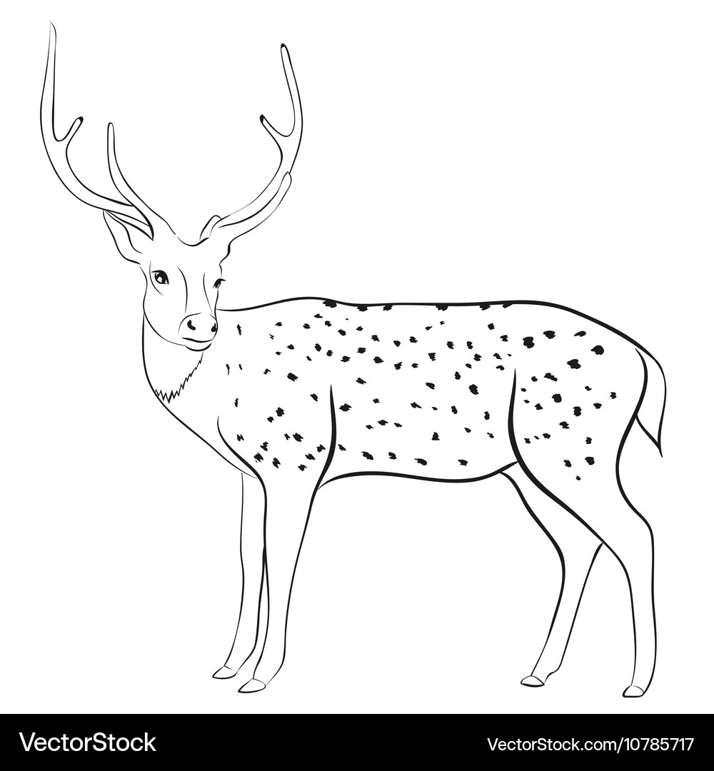 Deer Royalty Free Vector Image - VectorStock