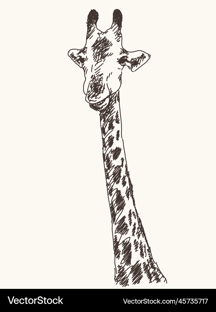 Giraffe portrait hand drawn Royalty Free Vector Image
