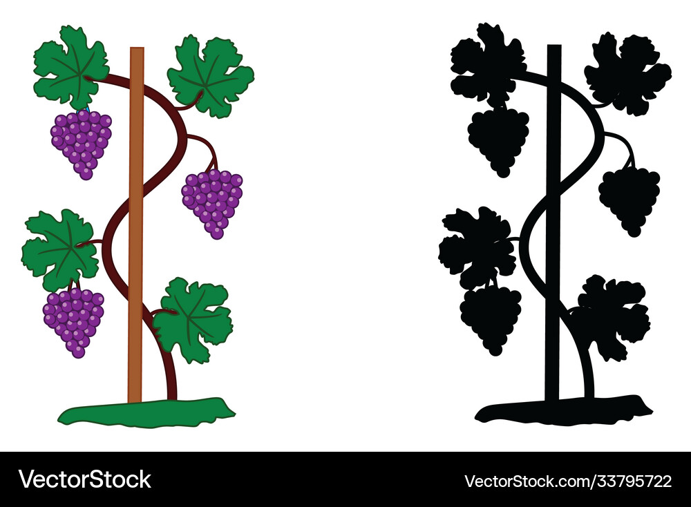 A vine with clusters Royalty Free Vector Image