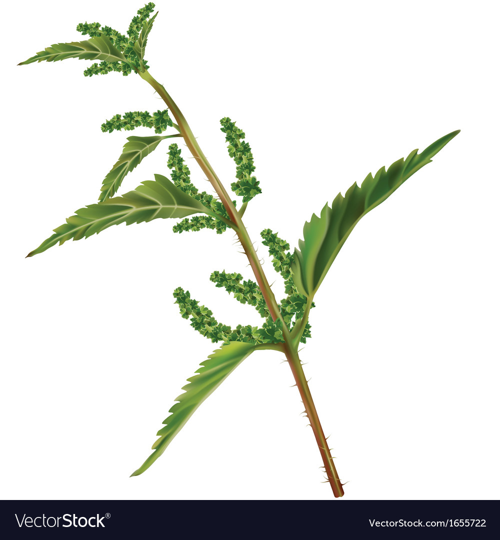 Nettle Royalty Free Vector Image - VectorStock