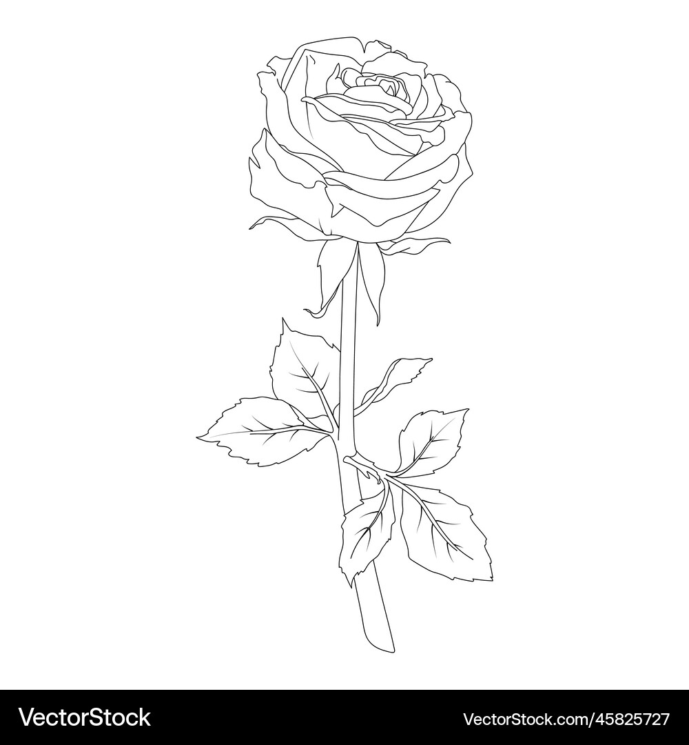 A rose in line art style Royalty Free Vector Image
