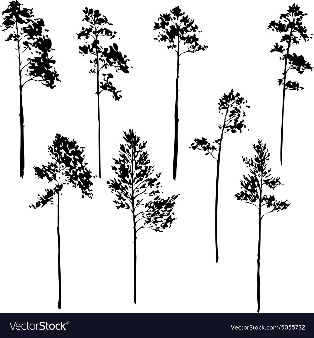 Set of pine trees Royalty Free Vector Image - VectorStock