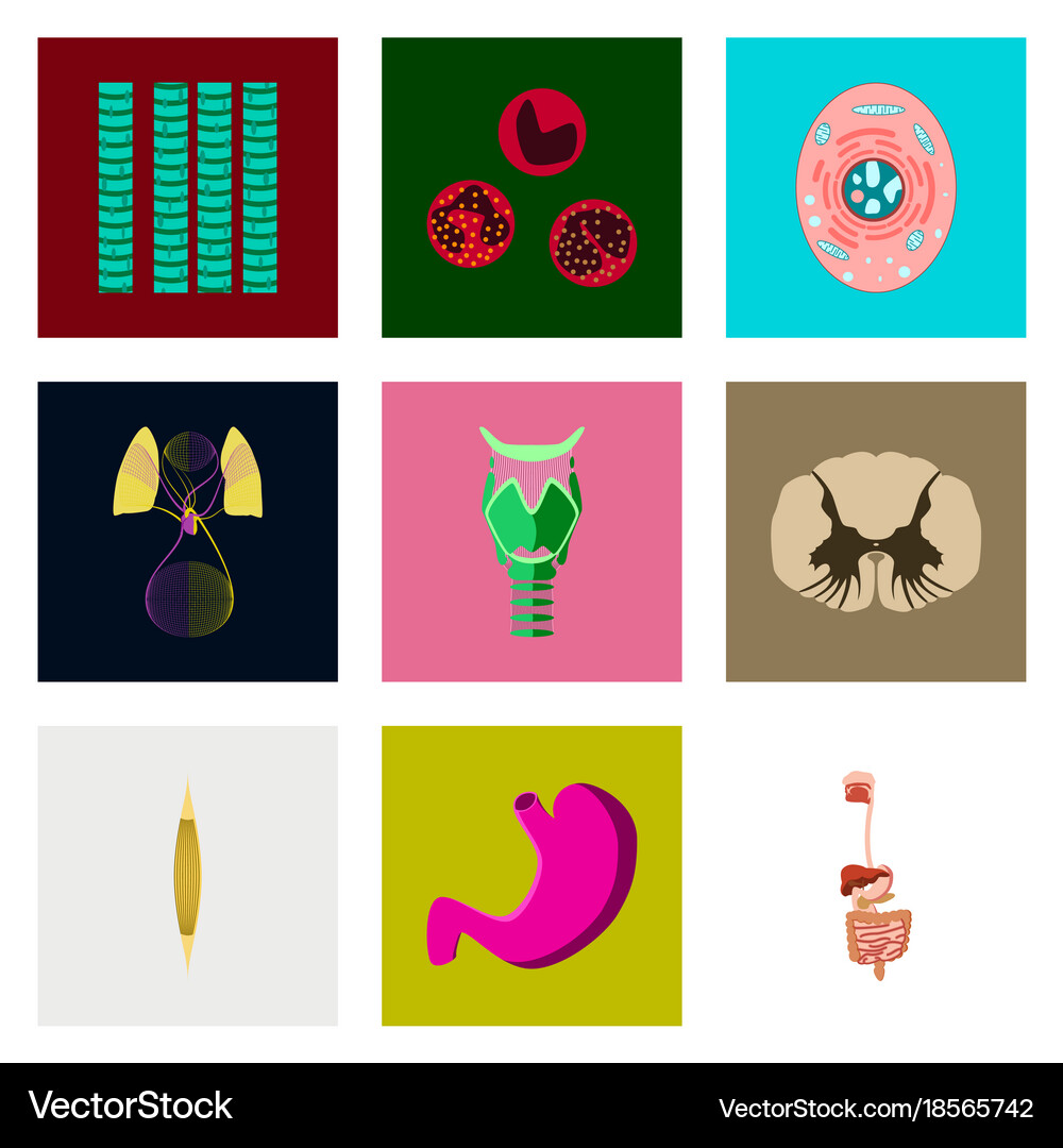 Icons set in flat style human biology Royalty Free Vector