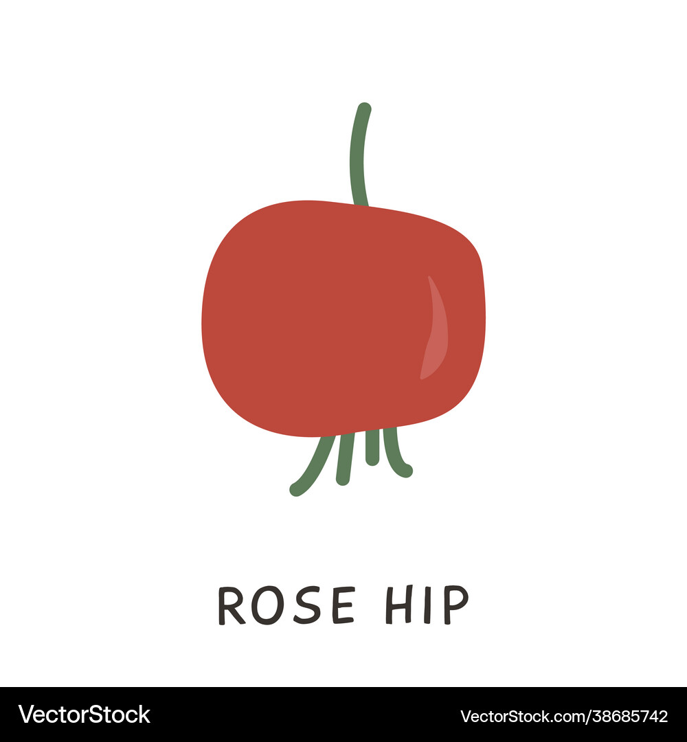 Rose hip doodle element icon rosehip healthy Vector Image