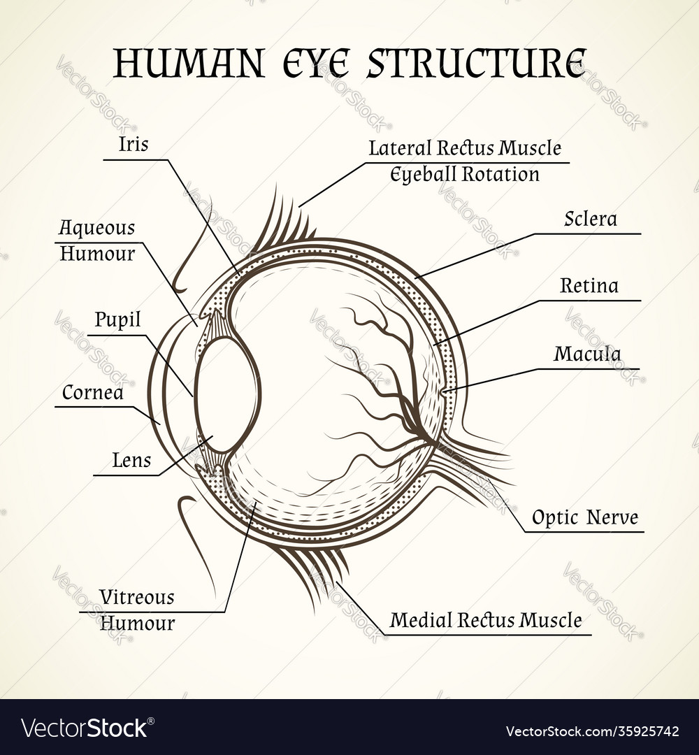 Structure human eye Royalty Free Vector Image - VectorStock