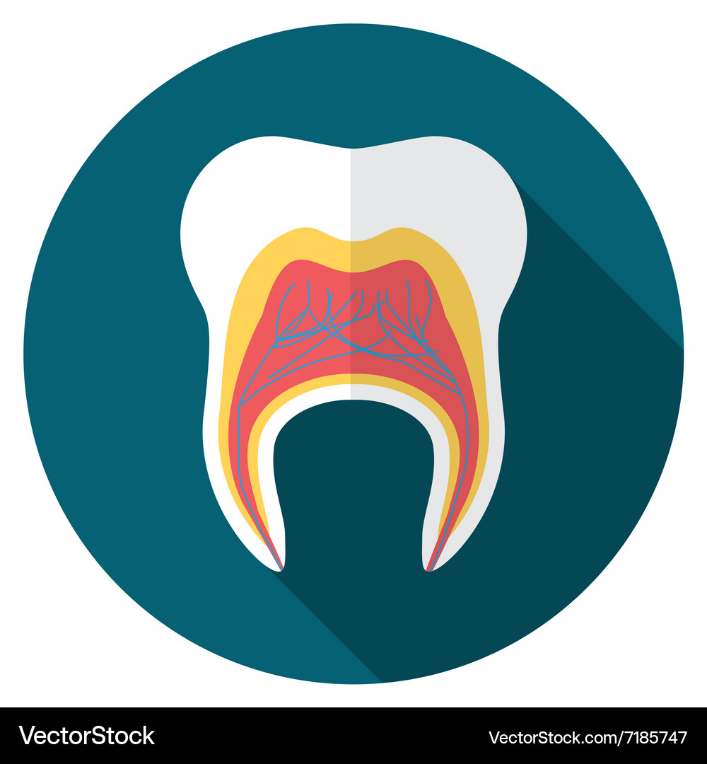Flat design modern of tooth icon with long shadow Vector Image