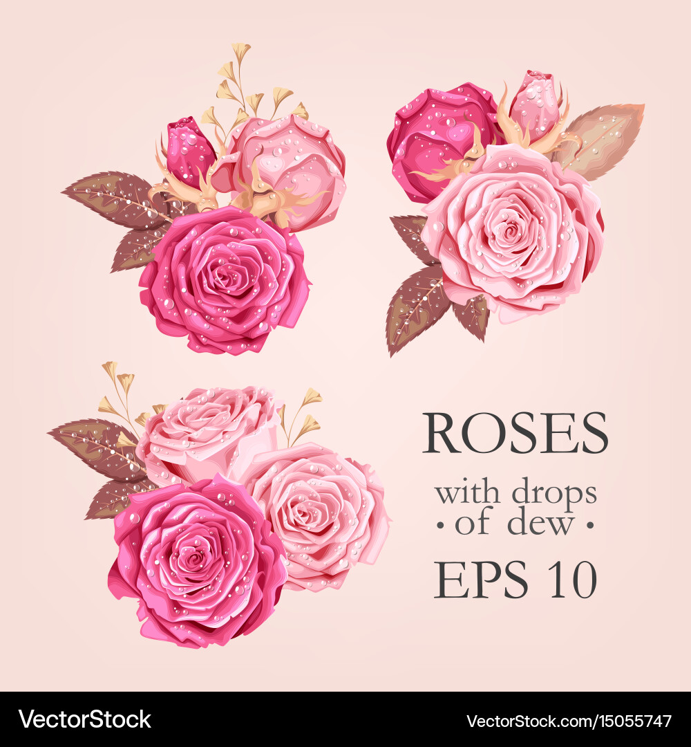 Set of pink rose Royalty Free Vector Image - VectorStock