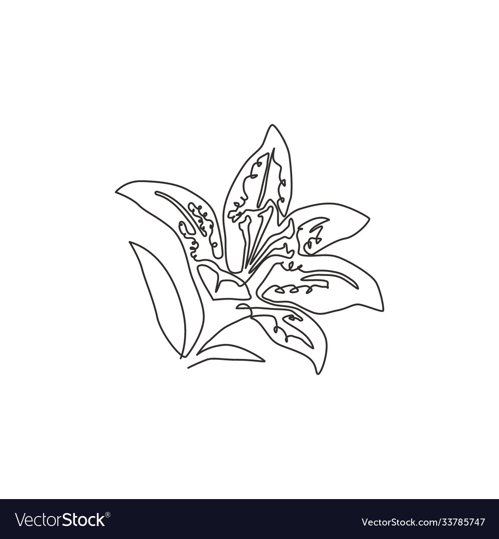Single One Line Drawing Beauty Fresh Lilium Vector Image
