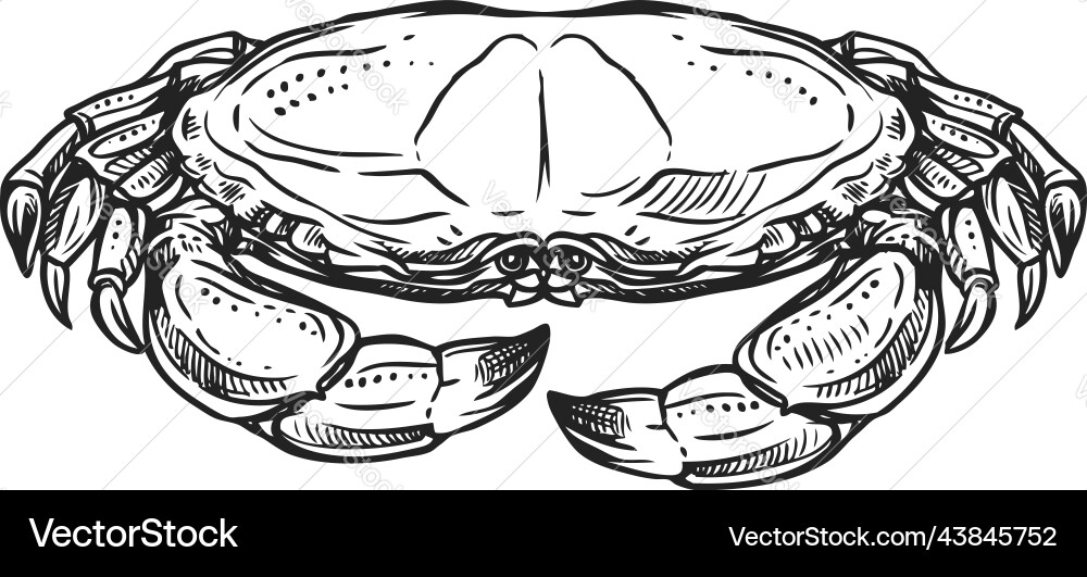 Crab drawing isolated crustacean animal Royalty Free Vector