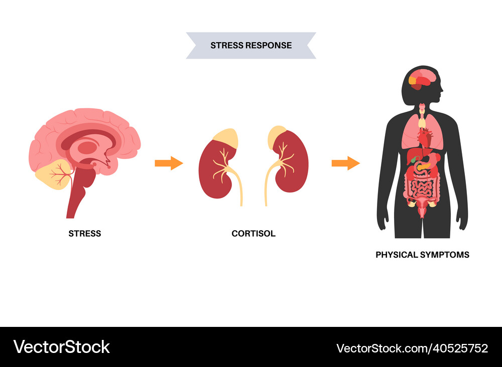 Stress Response System - Hormones & Glands – Royalty-Free Vector ...