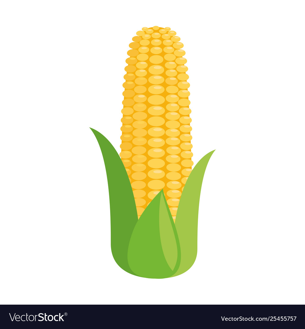 Corncob flat icon Royalty Free Vector Image - VectorStock