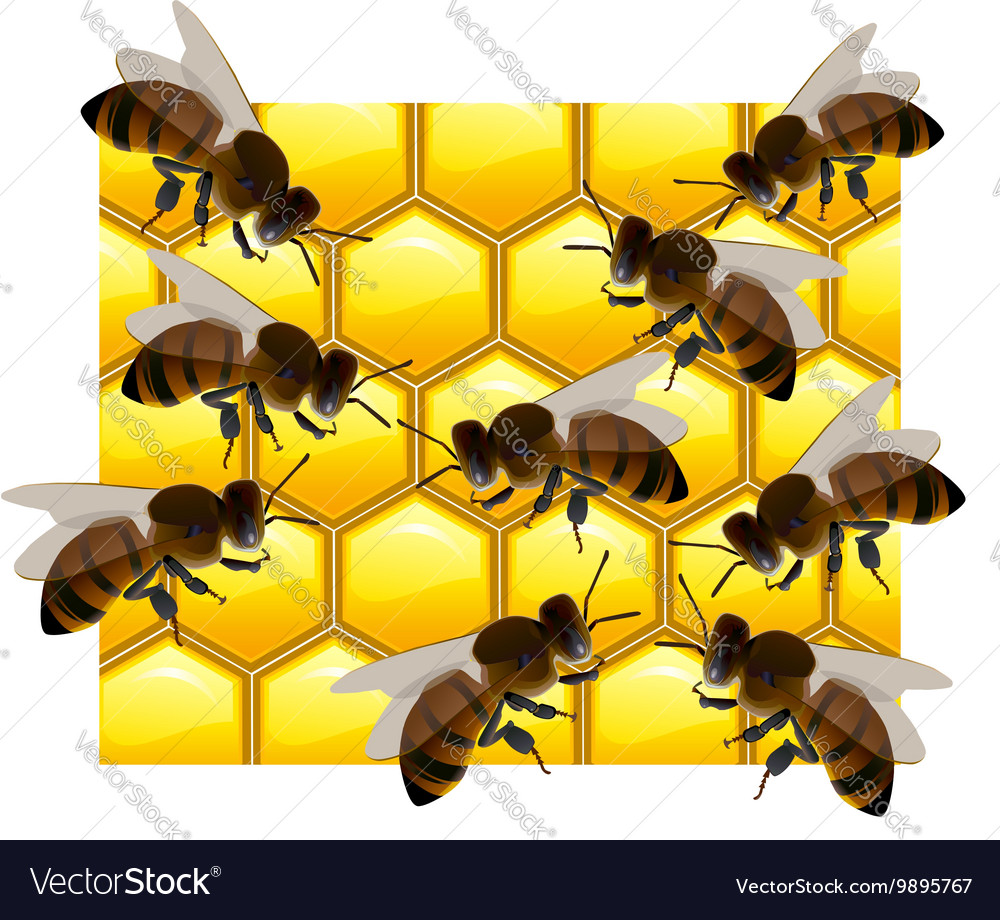 Bees Royalty Free Vector Image - VectorStock