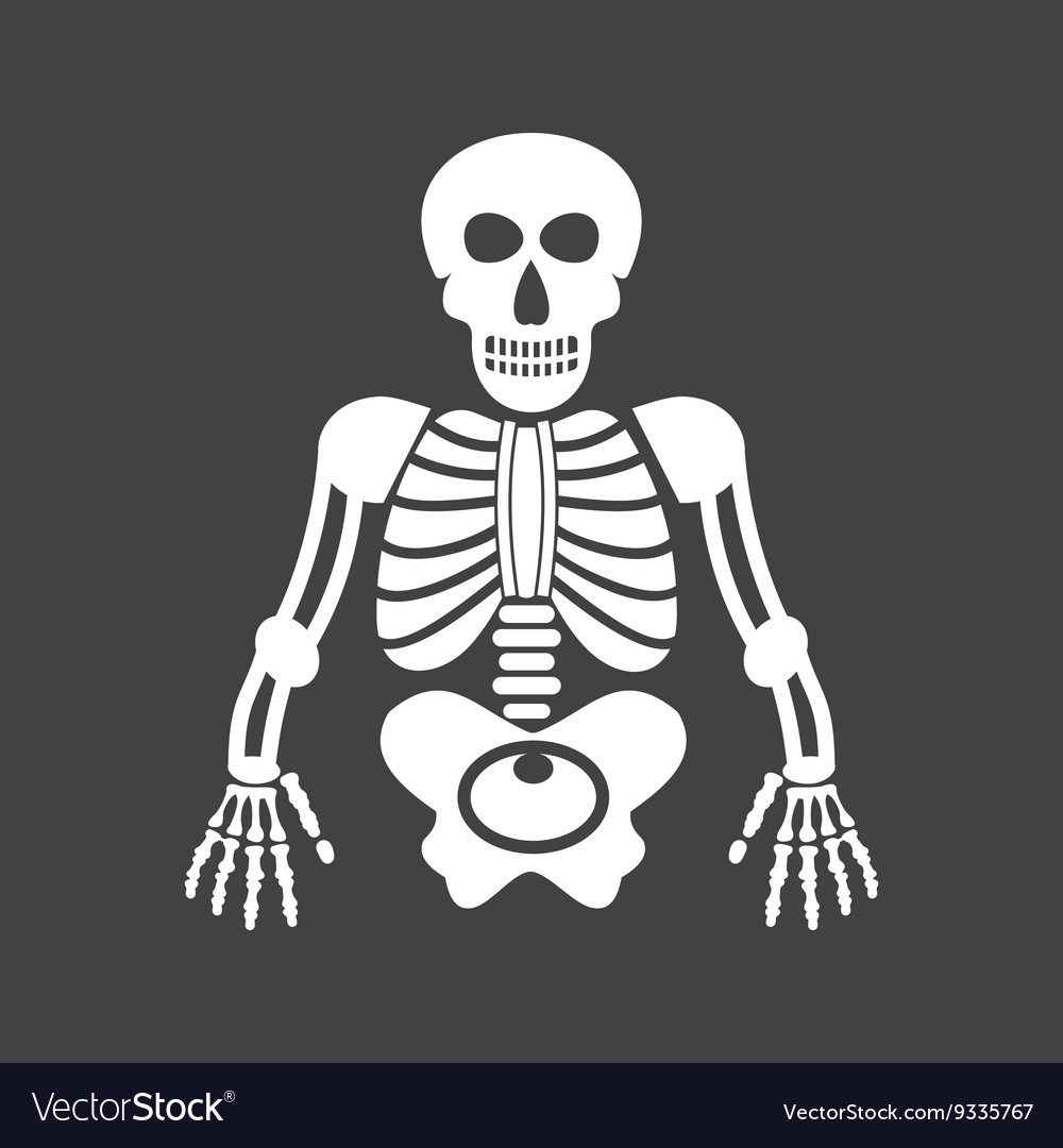 Human skeleton Royalty Free Vector Image - VectorStock