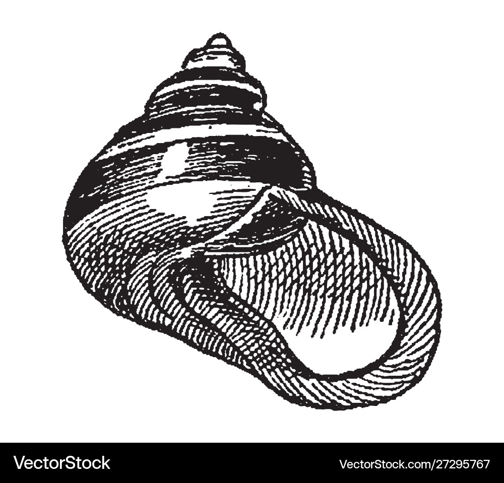 Vintage engraving gastropods Royalty Free Vector Image