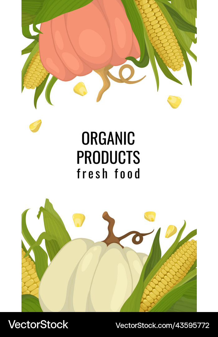 Banner frame with corn on the cob and leaves Vector Image