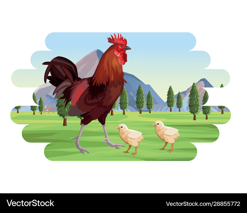 Farming rooster and chicks in field mountains Vector Image