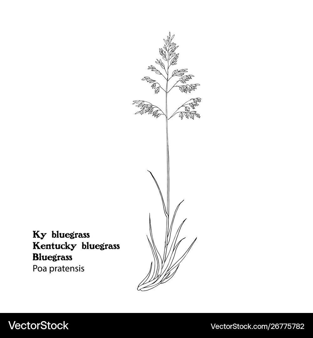 Forage poa pratensis bluegrass alta 8 Royalty Free Vector