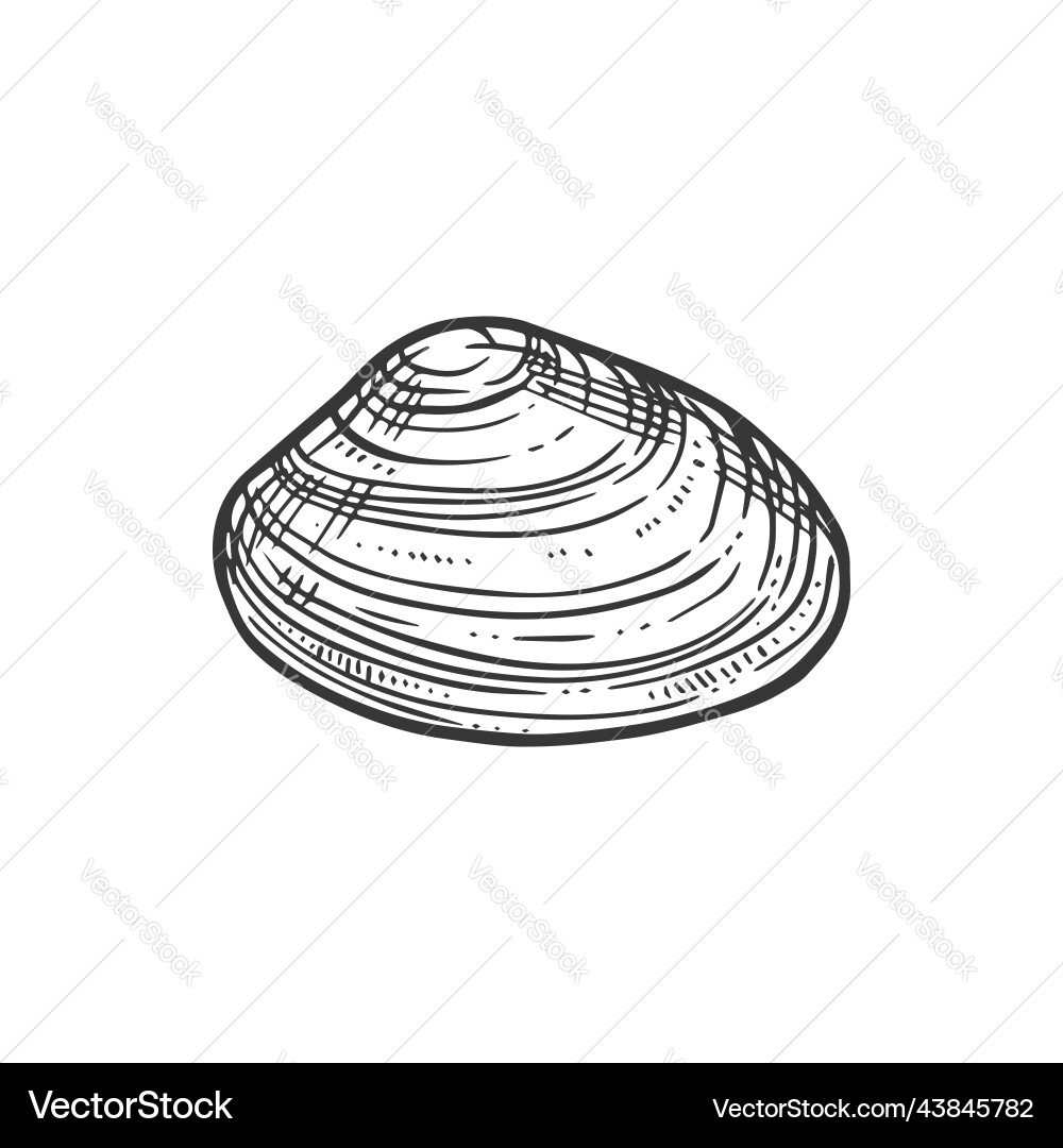 Sketch sea shell engraved marine clam Royalty Free Vector